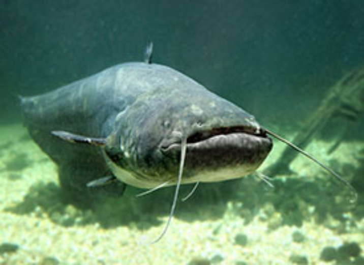 Fish Inn; das Nr. 1 Online Angelsport Fachgeschäft – Webshop!